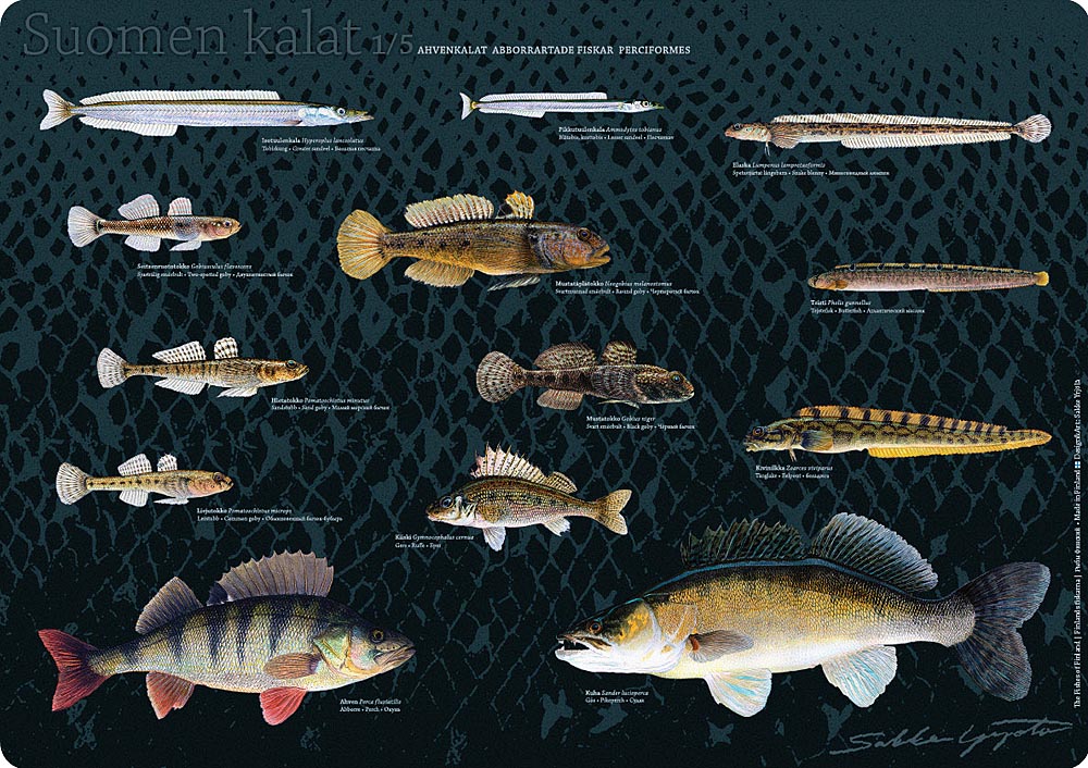 Sakke Yrjölä Suomen Kalat Tablettisarja - Ruoto.fi verkkokauppa