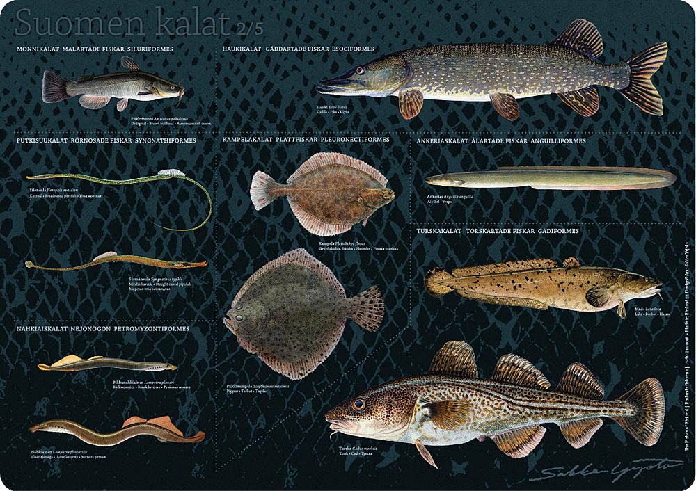 Sakke Yrjölä Suomen Kalat Tablettisarja - Ruoto.fi verkkokauppa