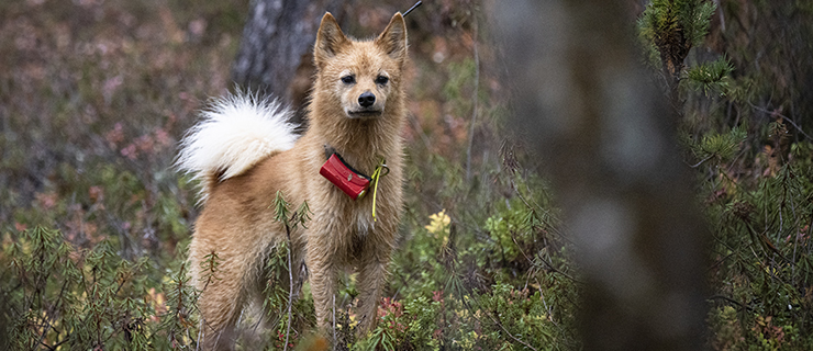 Metsästyskoirien ruoat, koiratutkat ja muut tarvikkeet