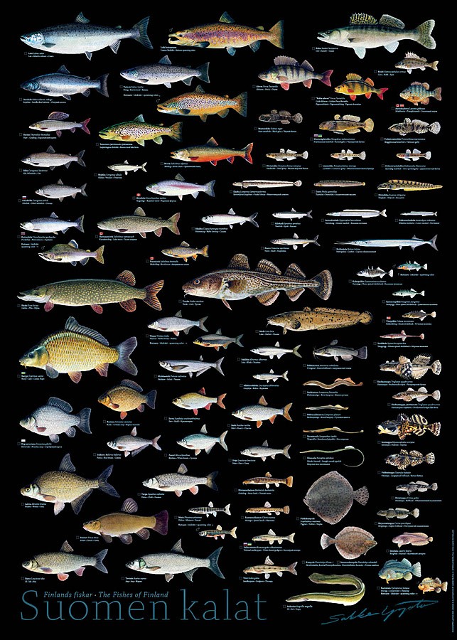 Sakke Yrjölä 50x70cm -juliste Suomen Kalat Juliste 50x70cm - Ruoto.fi ...