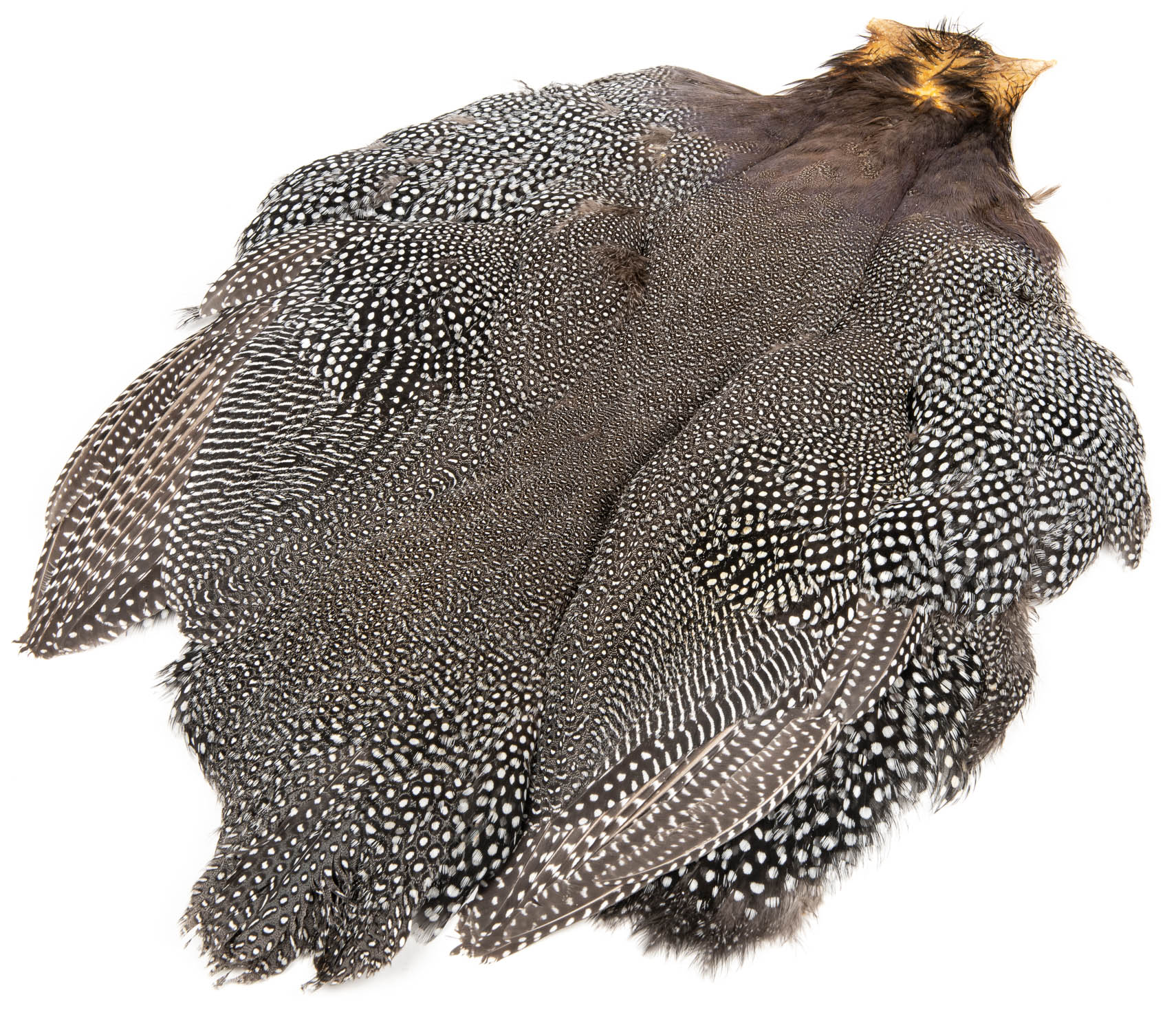 Whiting Farms Guinea Fowl Monster Skin Jättikokoinen helmikanan nahka ...